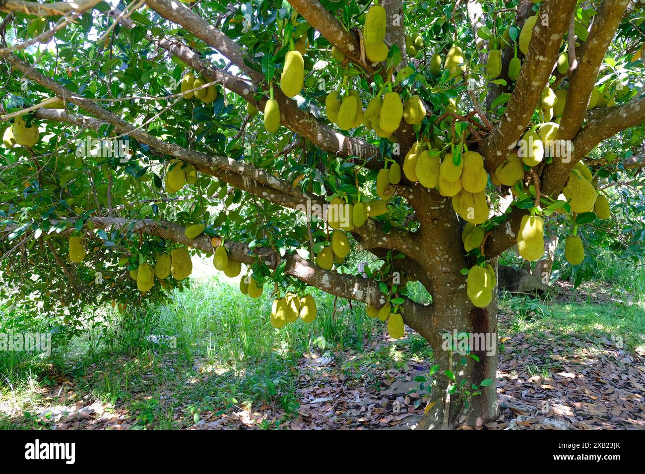 Indonesia Anambas Islands - Durian Tree with durian fruits Stock Photo ...