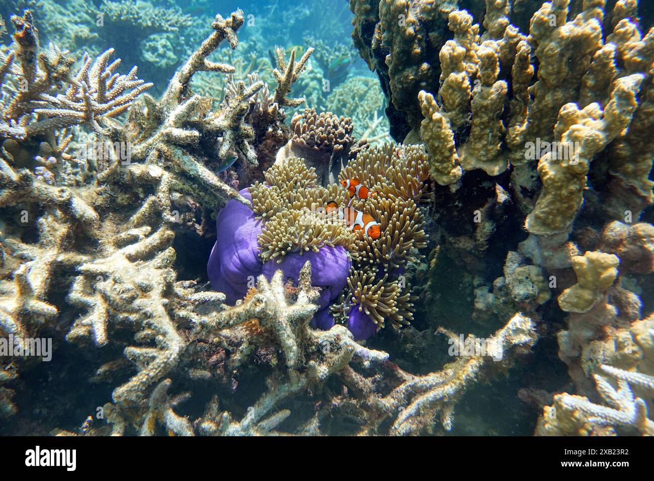 Indonesia Anambas Islands - Clownfish and Sea Anemone - Amphiprioninae ...