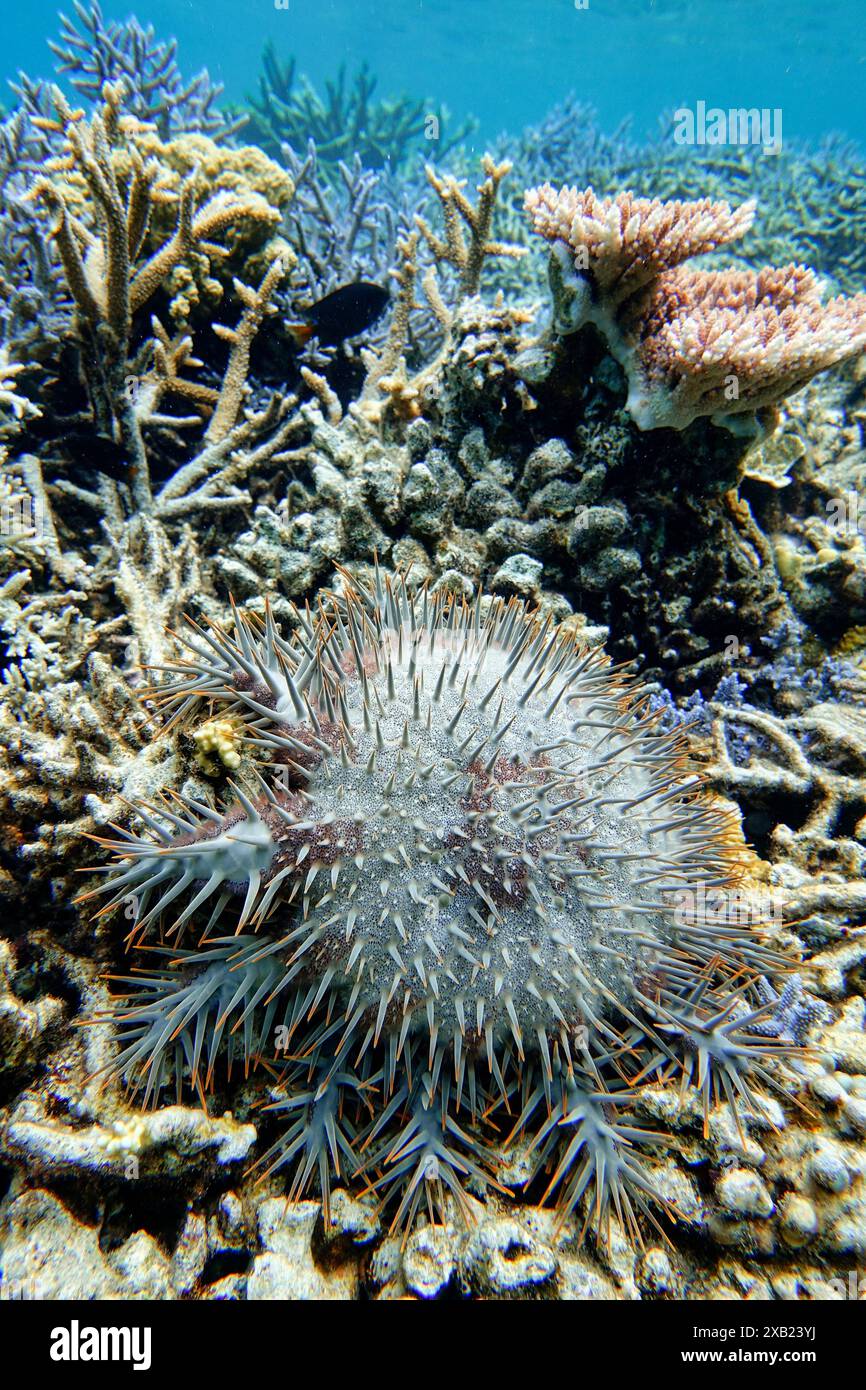 Indonesia Anambas Islands - Crown-of-thorns starfish Stock Photo - Alamy