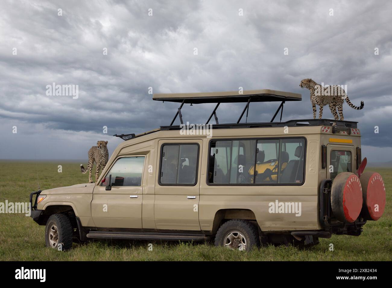 Cheetah on a vehicle hi-res stock photography and images - Alamy