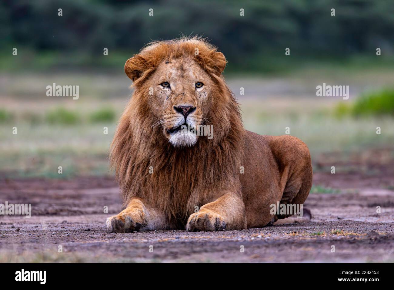 a majestic lion sits in the morning light Stock Photo - Alamy