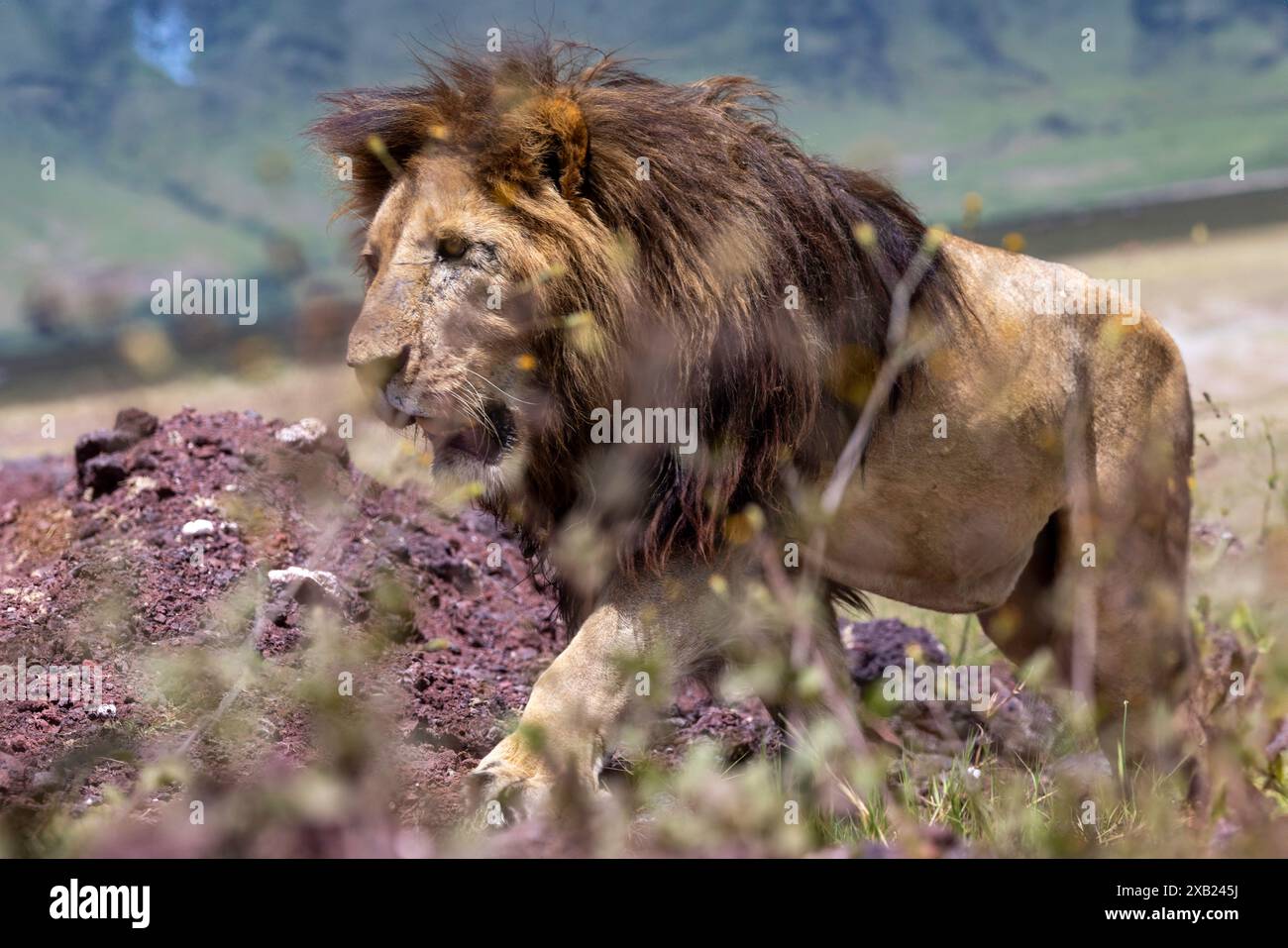 an old male lion walks in the Ngorongoro Crater Stock Photo - Alamy
