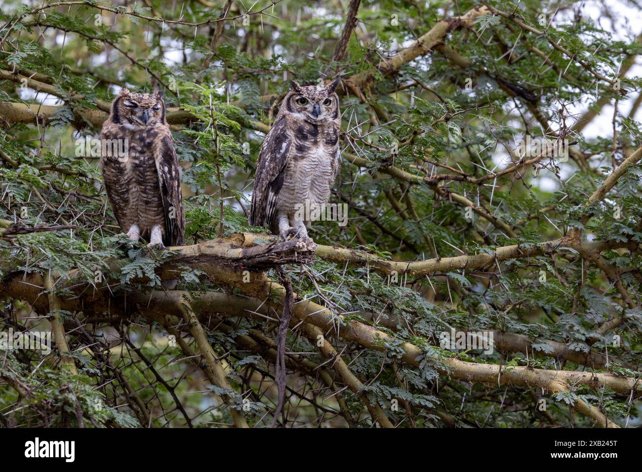two owls stand on a branch in the Ngorongoro Crater Stock Photo - Alamy