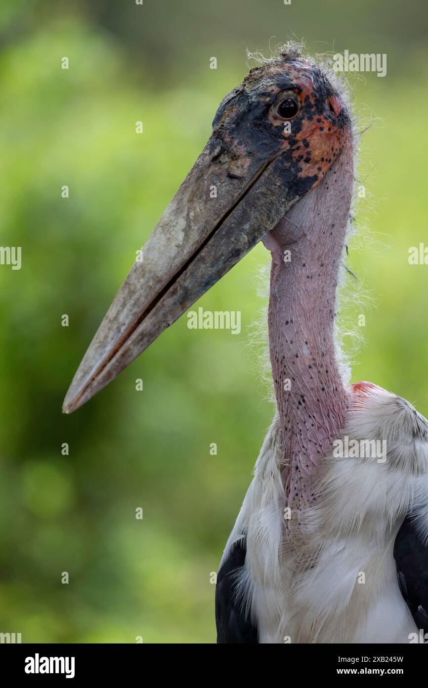 photo of the head of a marabou stork Stock Photo - Alamy