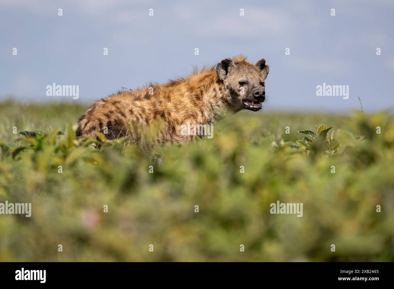 a hyena stands in the savannah and looks in our direction Stock Photo ...