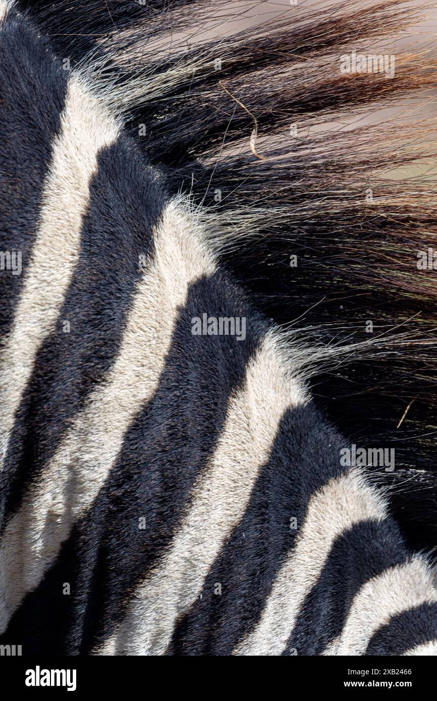 Zebra close up ngorongoro hi-res stock photography and images - Alamy