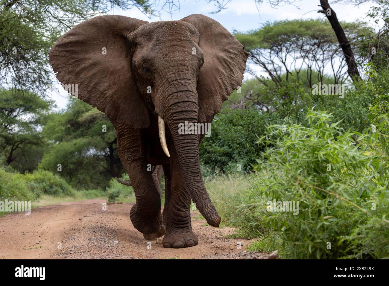 An elephant walks alone on a dirt track Stock Photo - Alamy