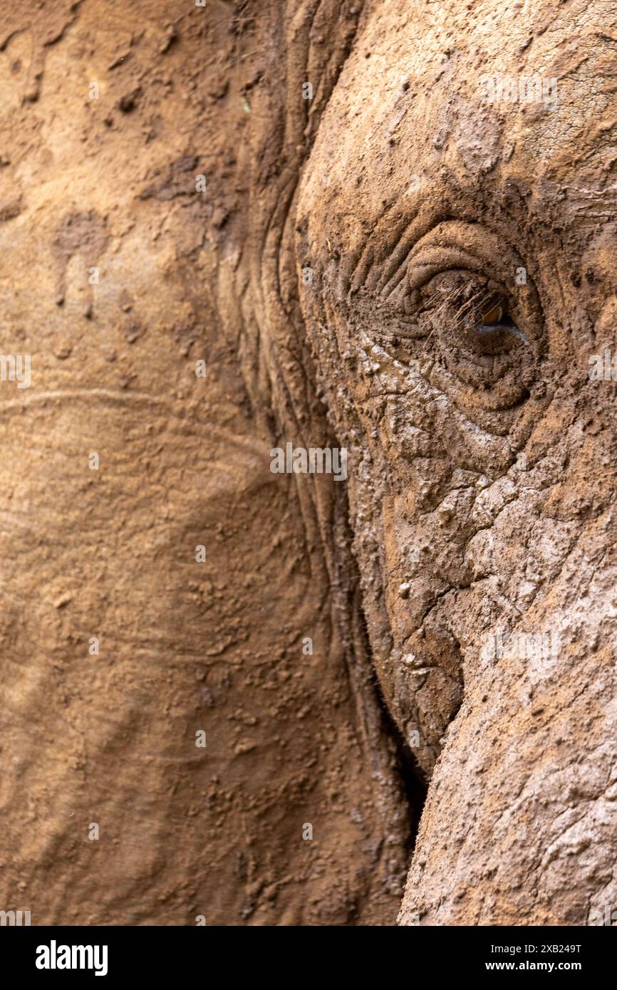 Elephants face close hi-res stock photography and images - Alamy