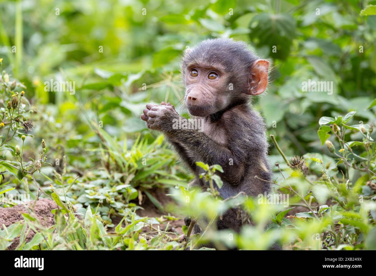 baby baboon standing in the grass Stock Photo - Alamy
