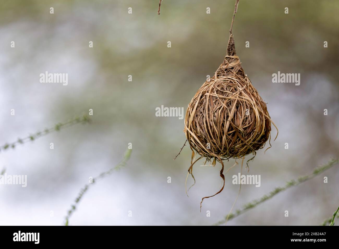 Passerine birds nest hi-res stock photography and images - Alamy
