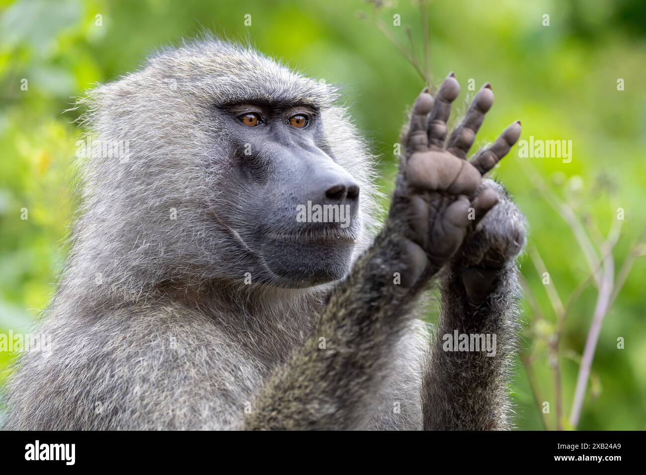 baboon looking at his hand Stock Photo - Alamy