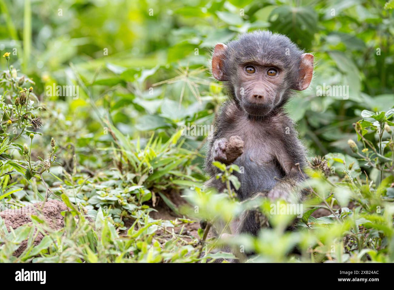 Baboon in grass hi-res stock photography and images - Alamy