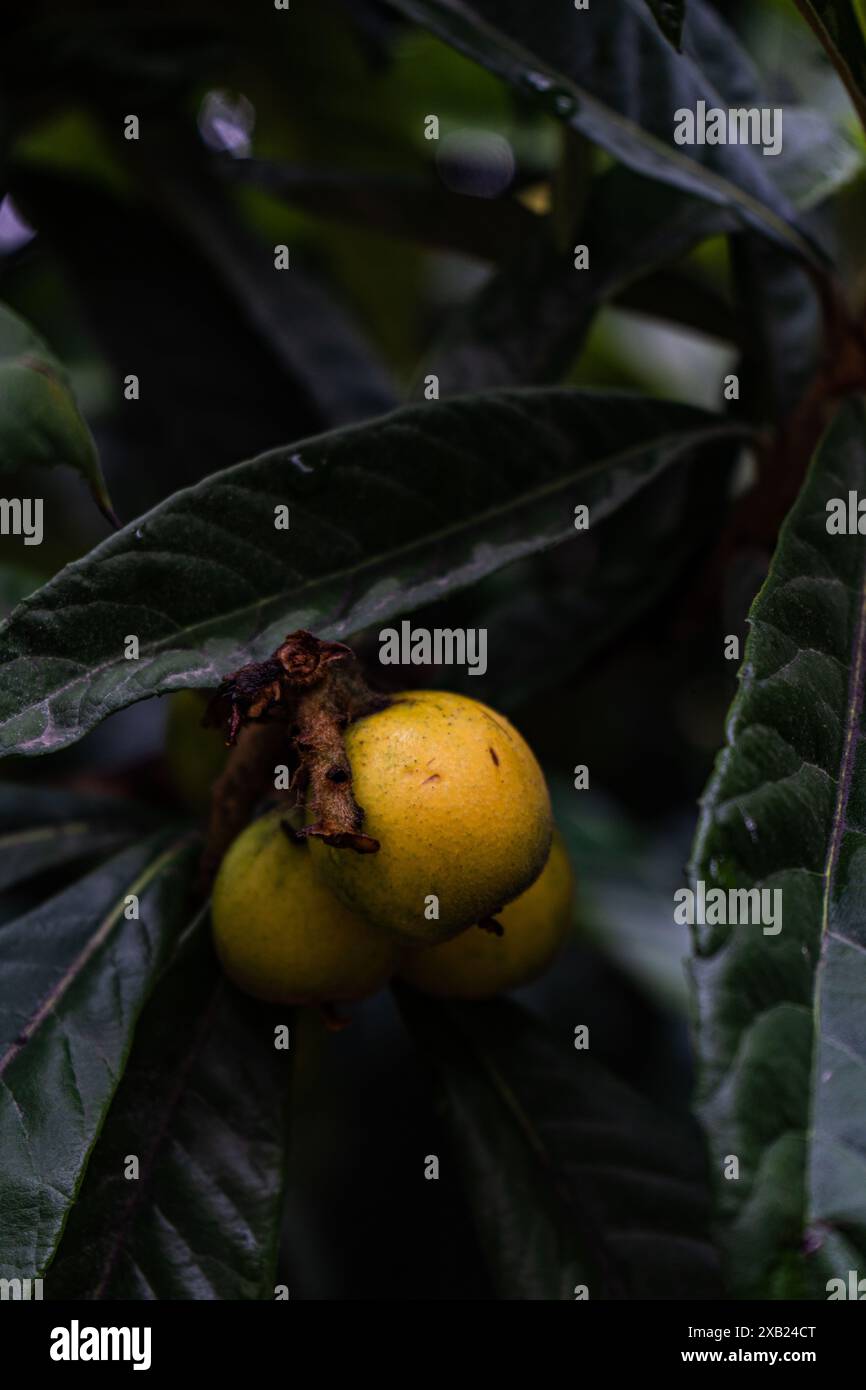 Unripe medlar or mushmula fruits on the tree in the spring garden Stock ...