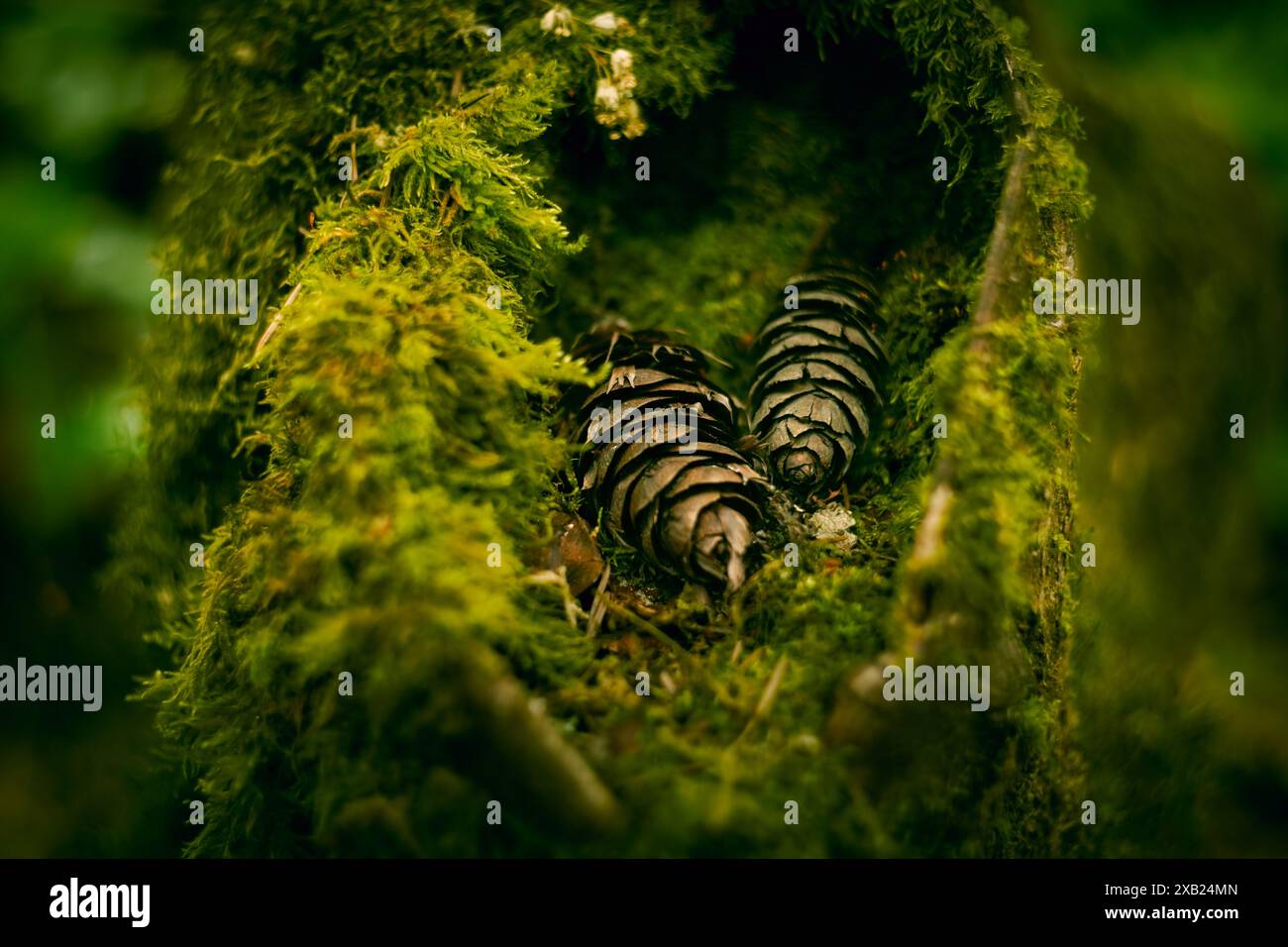 Washington state tree pine cone hi-res stock photography and images - Alamy