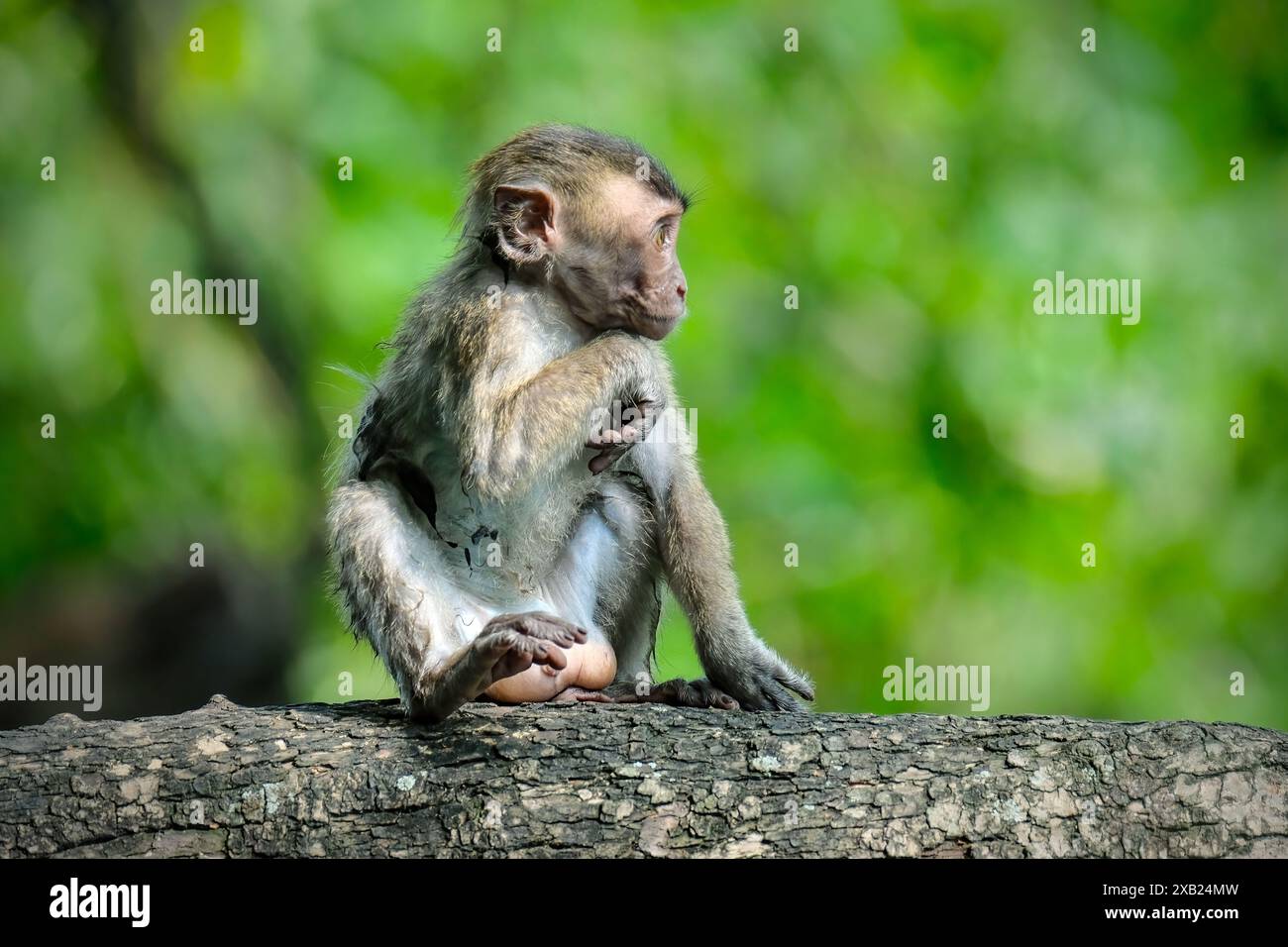 Baby long tailed macaque in mangrove forest Stock Photo - Alamy