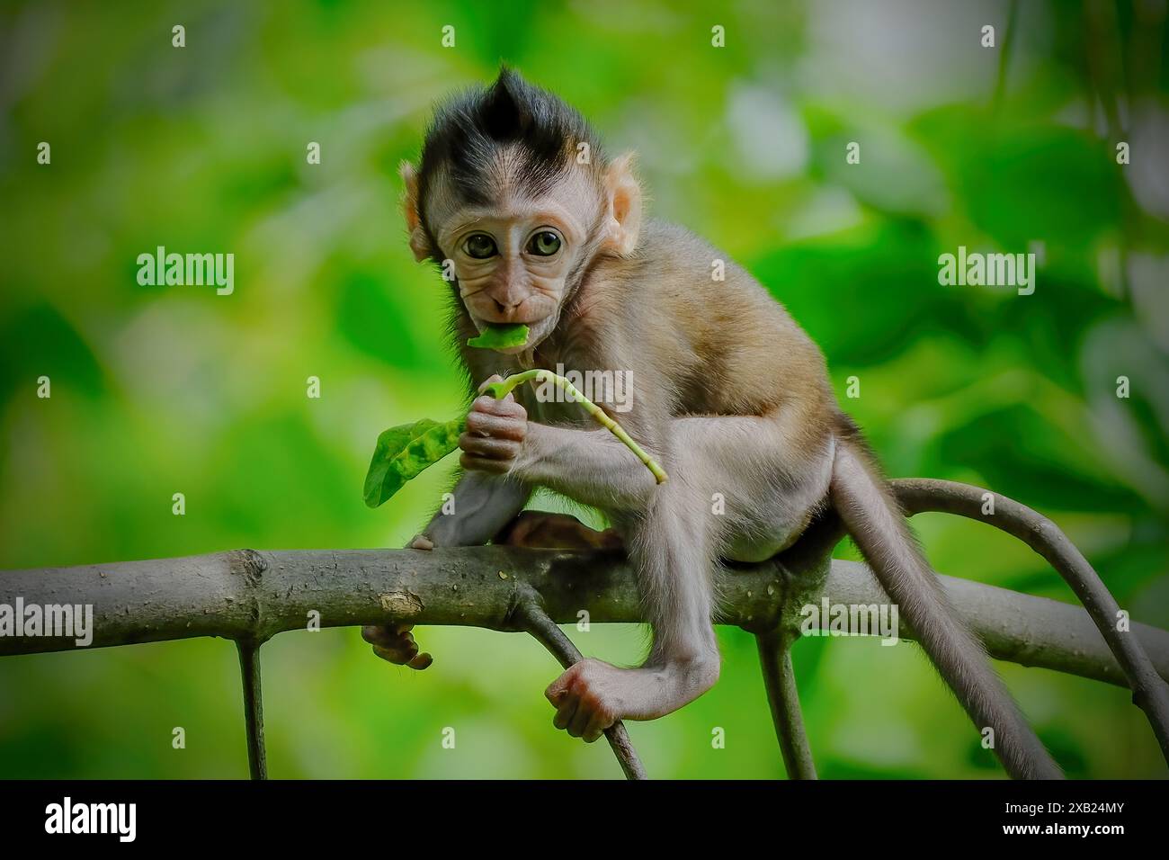 Baby long tailed macaque in mangrove forest Stock Photo - Alamy