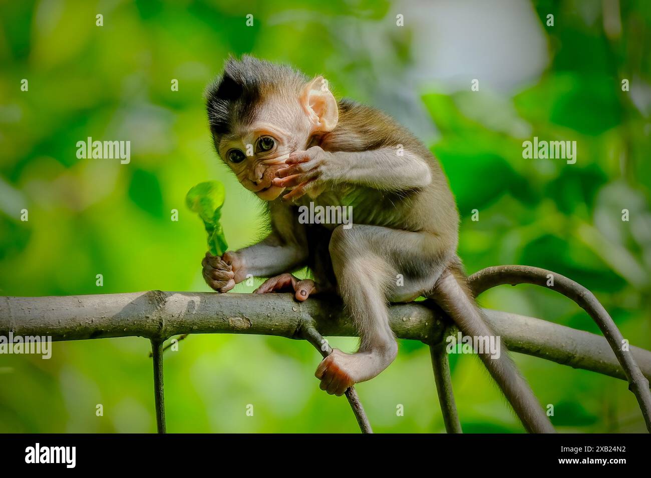 Baby long tailed macaque in mangrove forest Stock Photo - Alamy