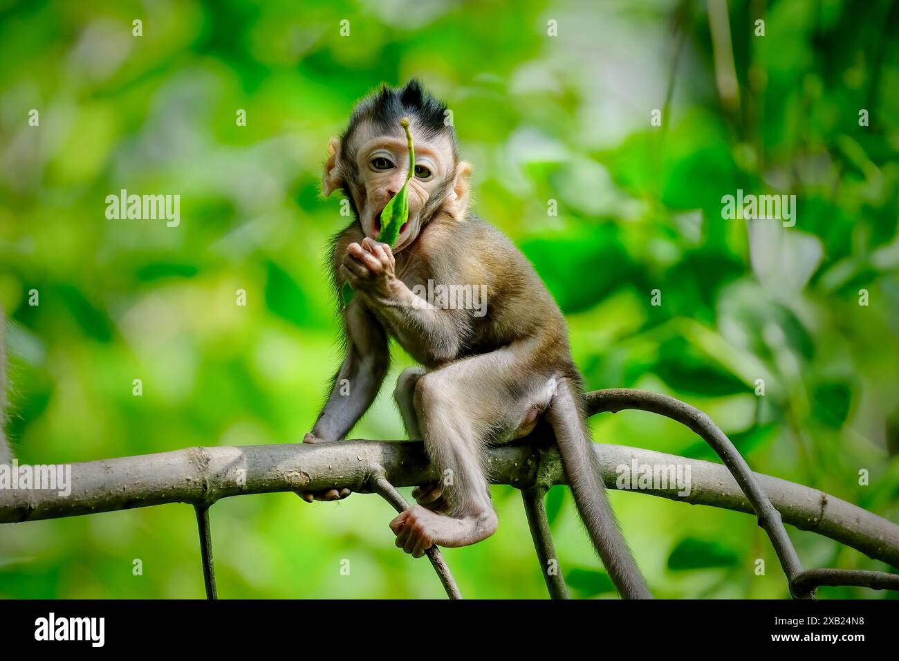 Baby long tailed macaque in mangrove forest Stock Photo - Alamy