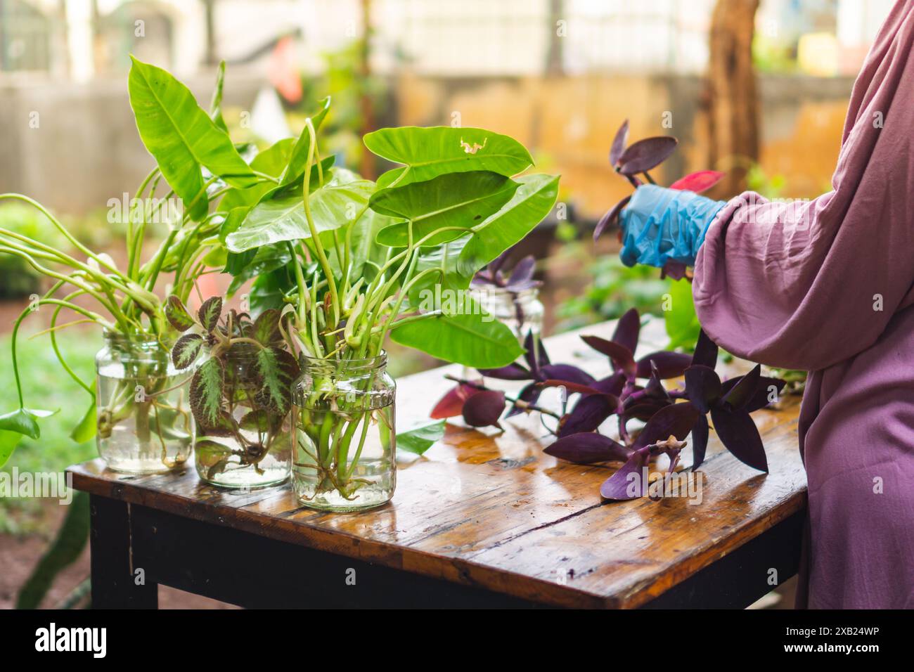 home gardening, a woman with blue gloves propagating plant by snipping ...
