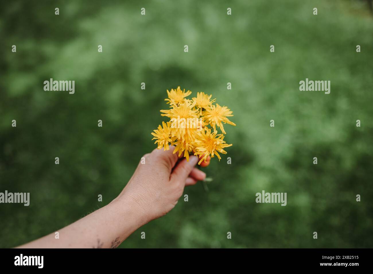 Female hand holding meadow hi-res stock photography and images - Alamy
