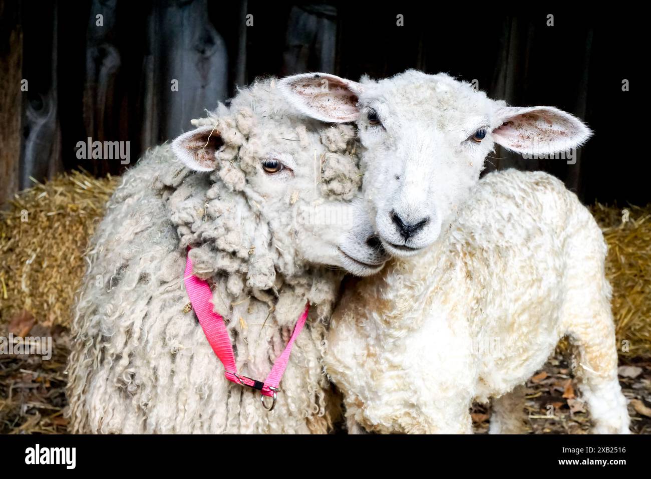 2 Two fluffy Sheep cuddled up in barnyard with hay Stock Photo - Alamy