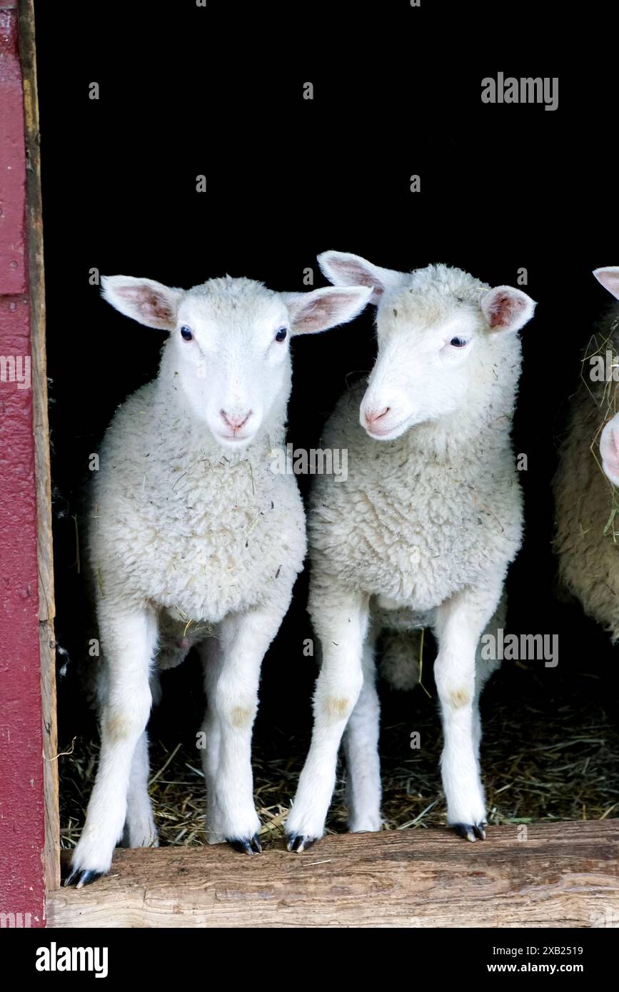 2 sheep lambs in barn door in rural New York Stock Photo - Alamy