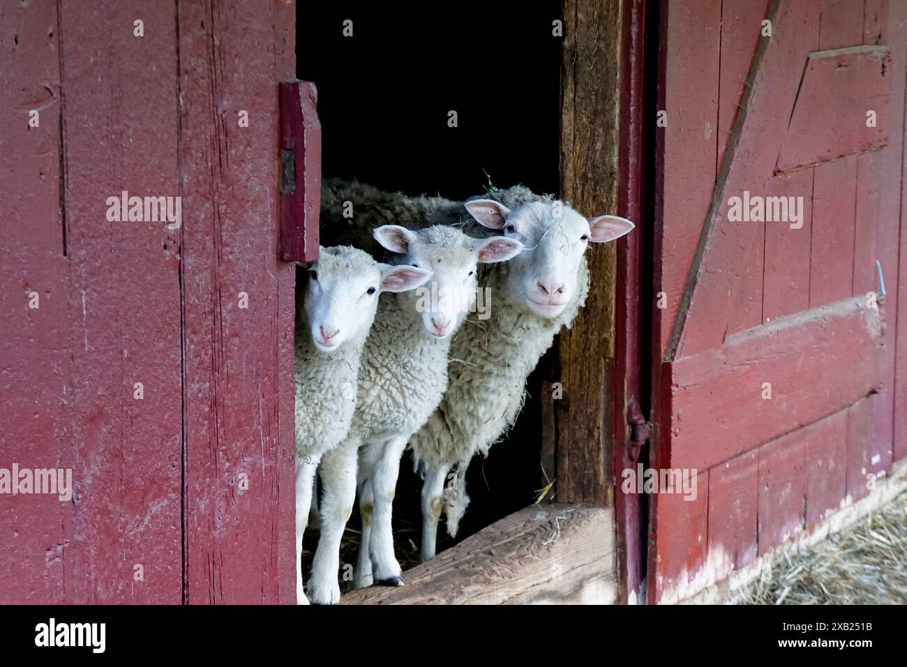 3 Three fluffy sheep looking out of barn door in rural New York Stock ...
