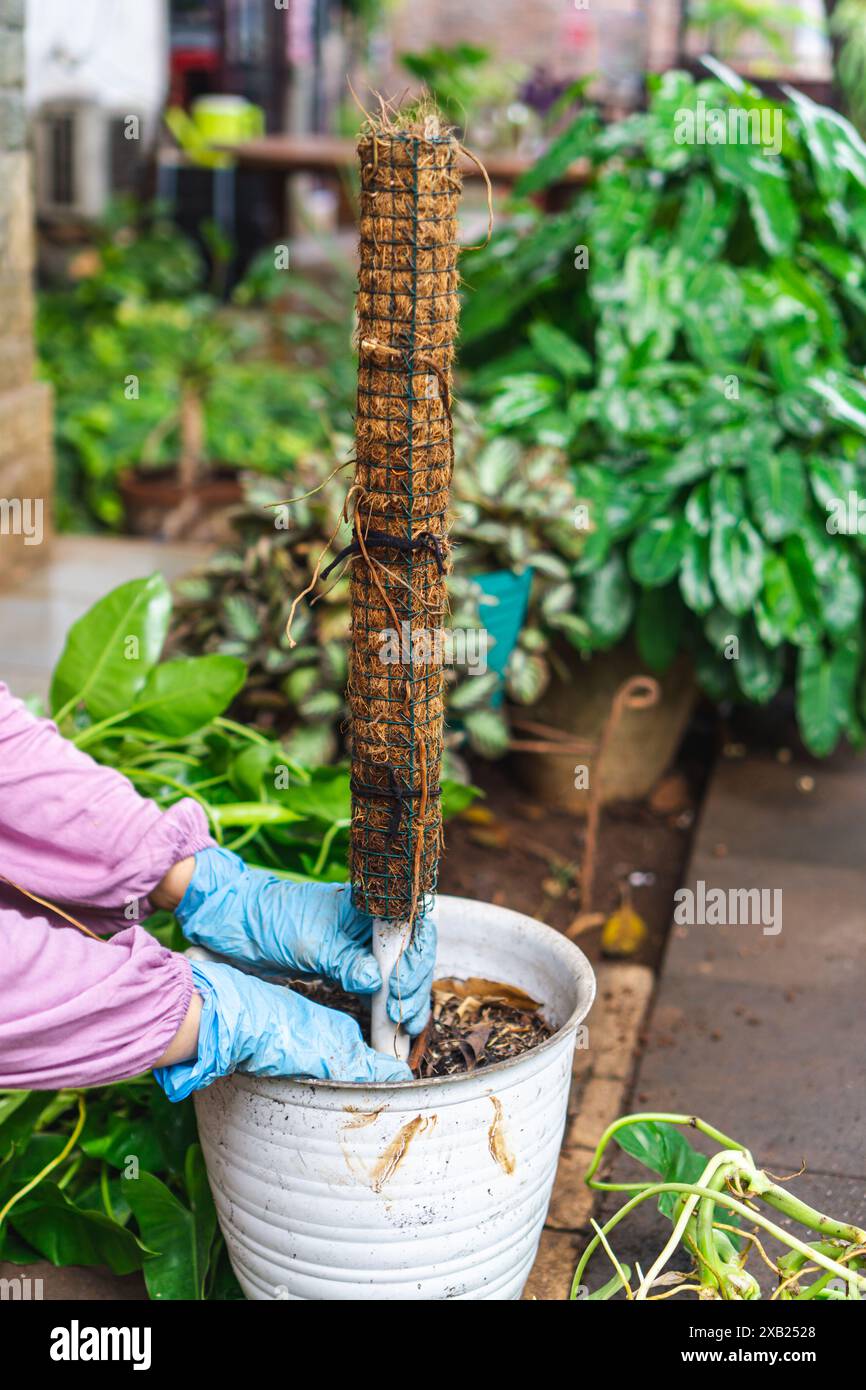 Coco coir pole hi-res stock photography and images - Alamy
