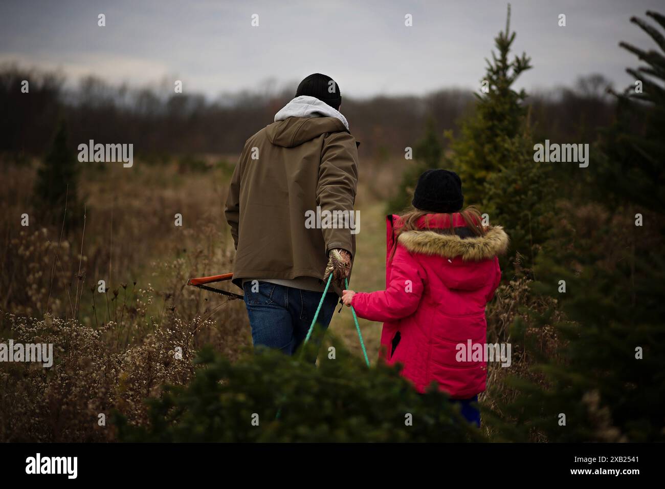 Young girl pulling large Christmas tree with dad at farm Stock Photo ...