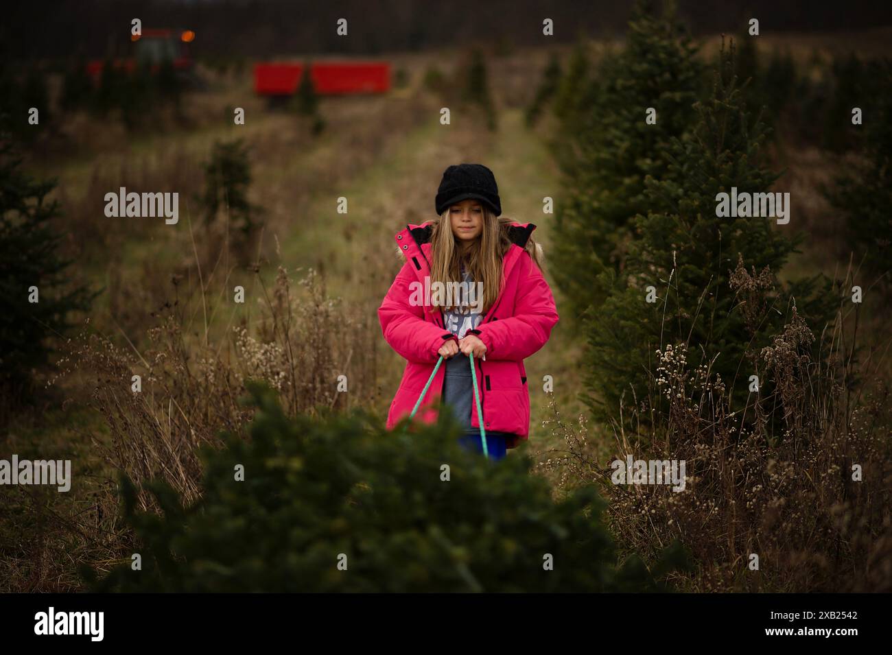 Young girl pulling large Christmas tree at farm Stock Photo - Alamy