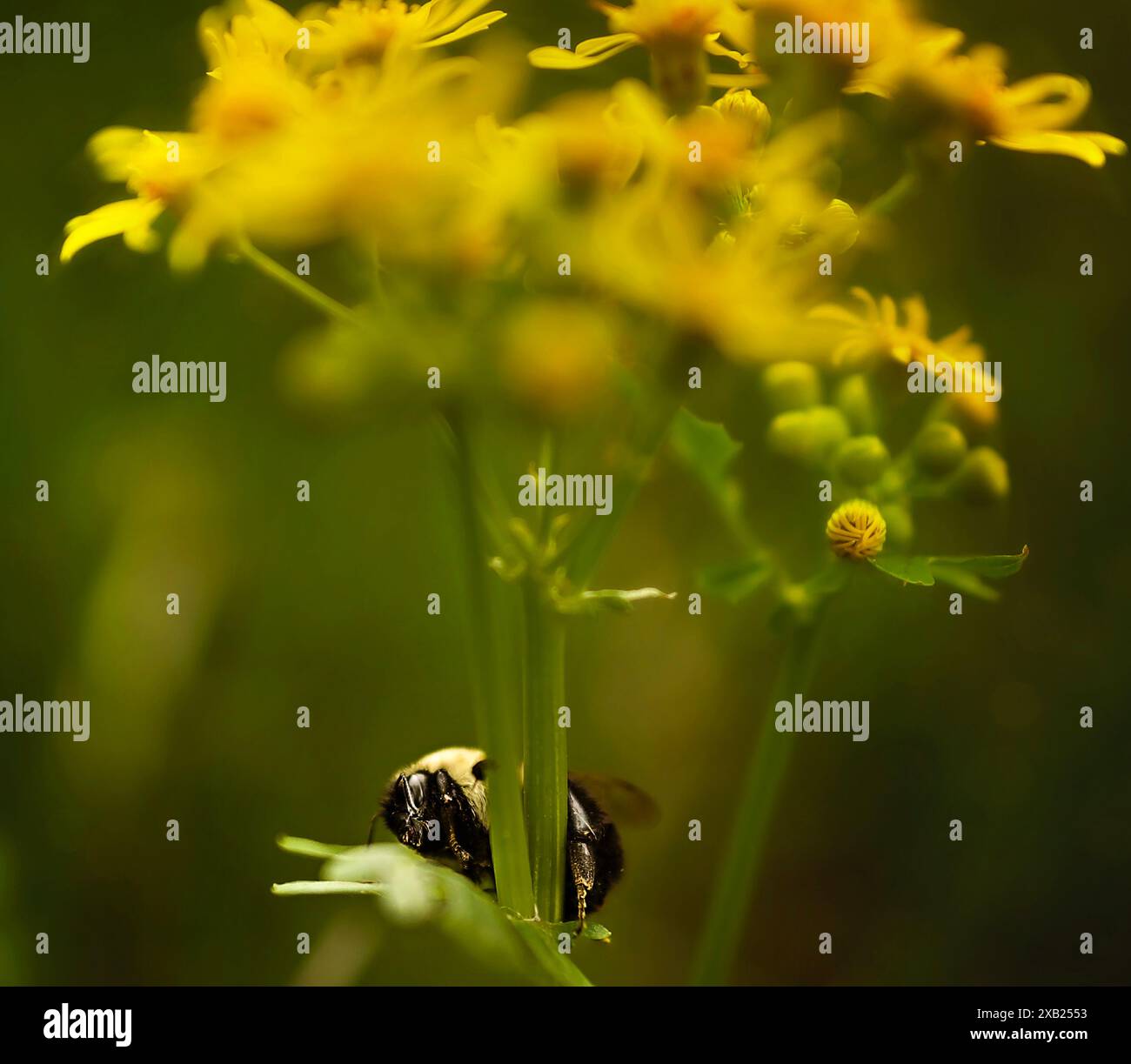 Bee napping hi-res stock photography and images - Alamy