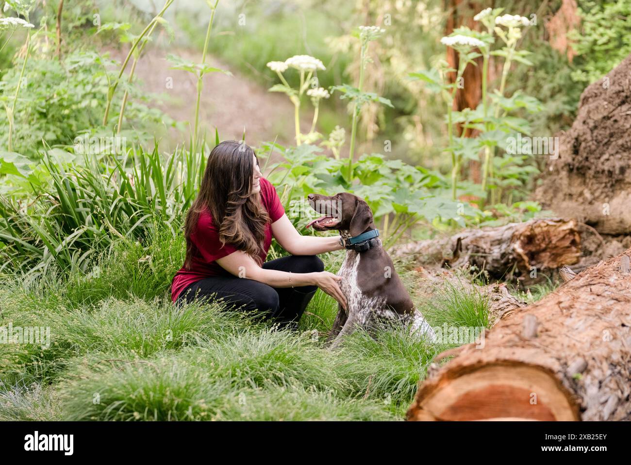 Women in woods looking into the eyes of a german shorthaired poi Stock ...