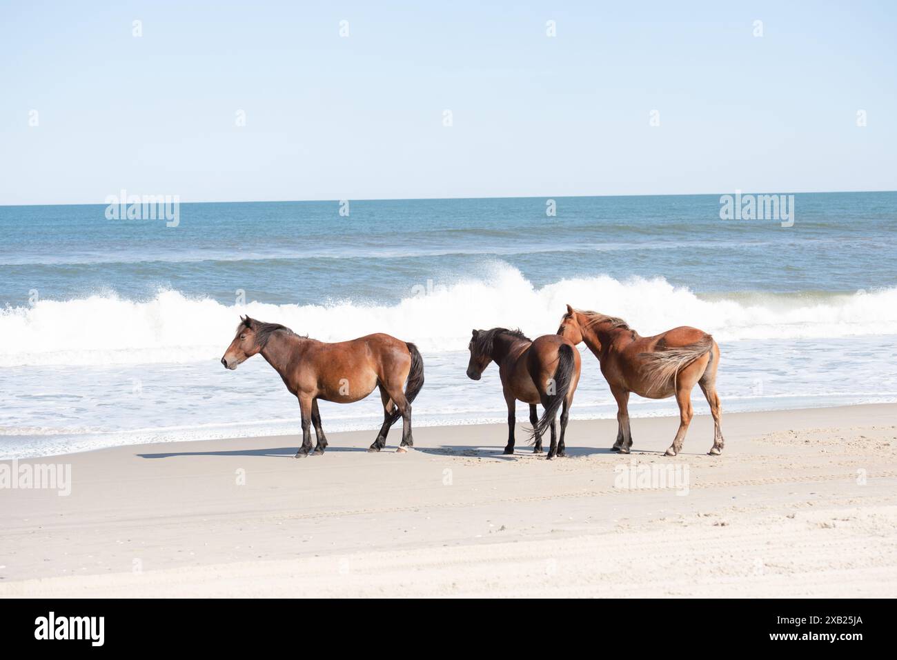 Three horses standing on beach with waves on the ocean Stock Photo - Alamy