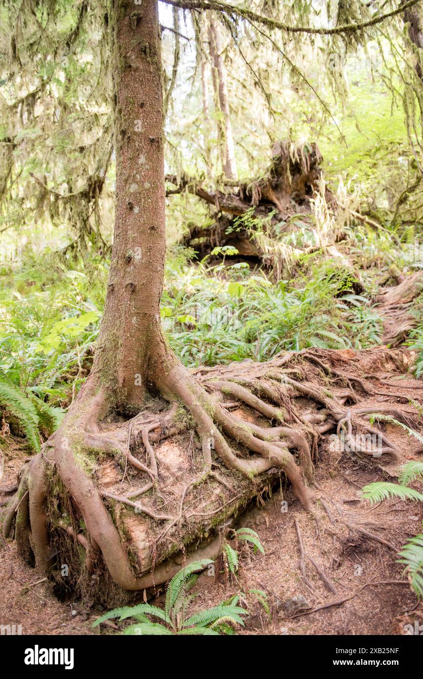 Encircling forest hi-res stock photography and images - Alamy