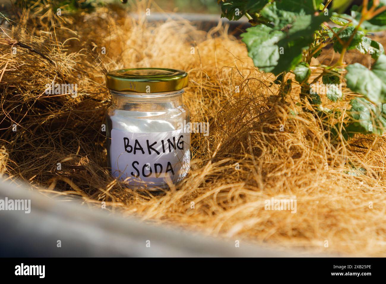 Using baking soda, sodium bicarbonate in home garden and agricultural ...