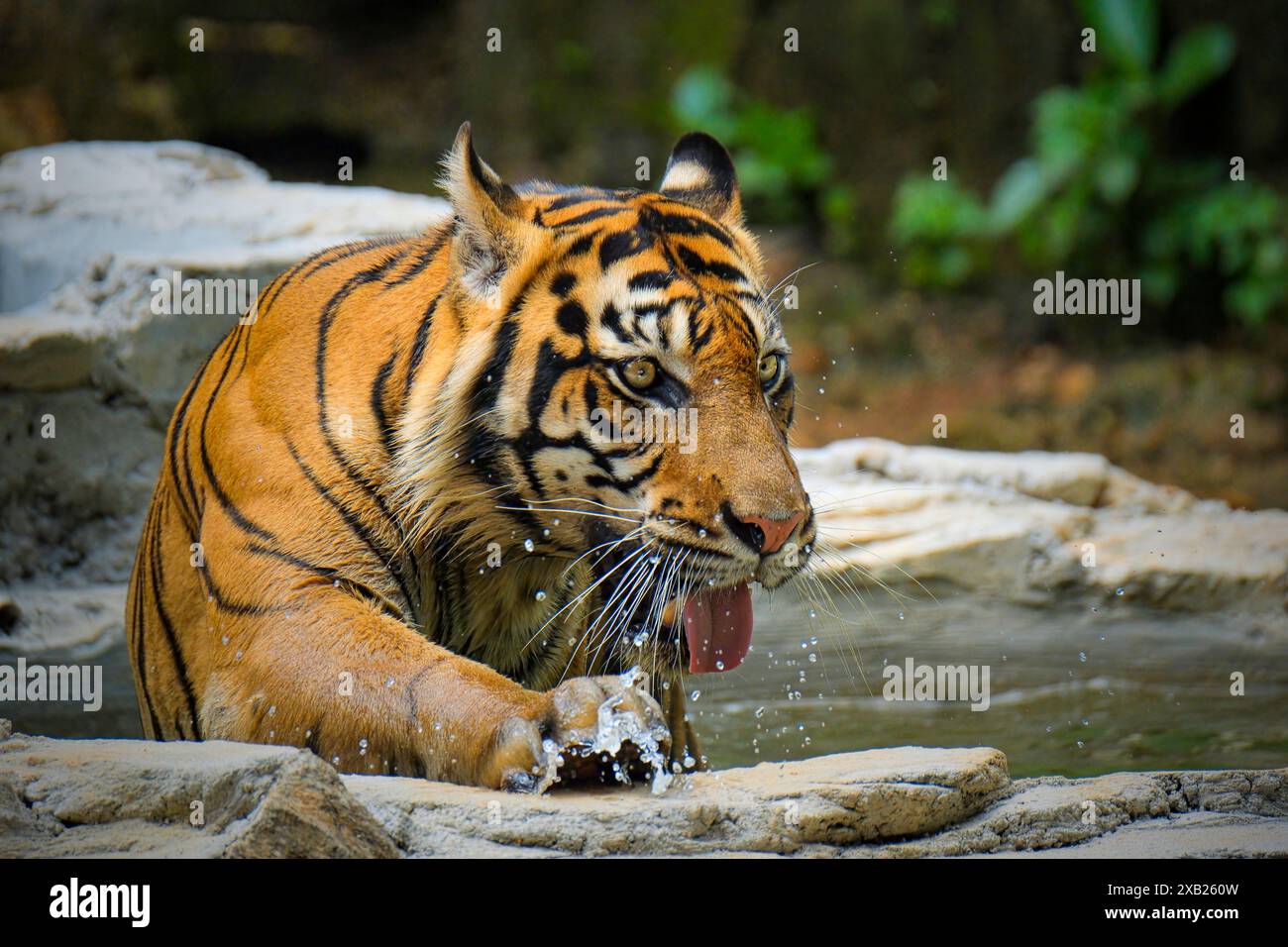Portrait of Sumatra Tiger at Ragunan zoo Stock Photo - Alamy