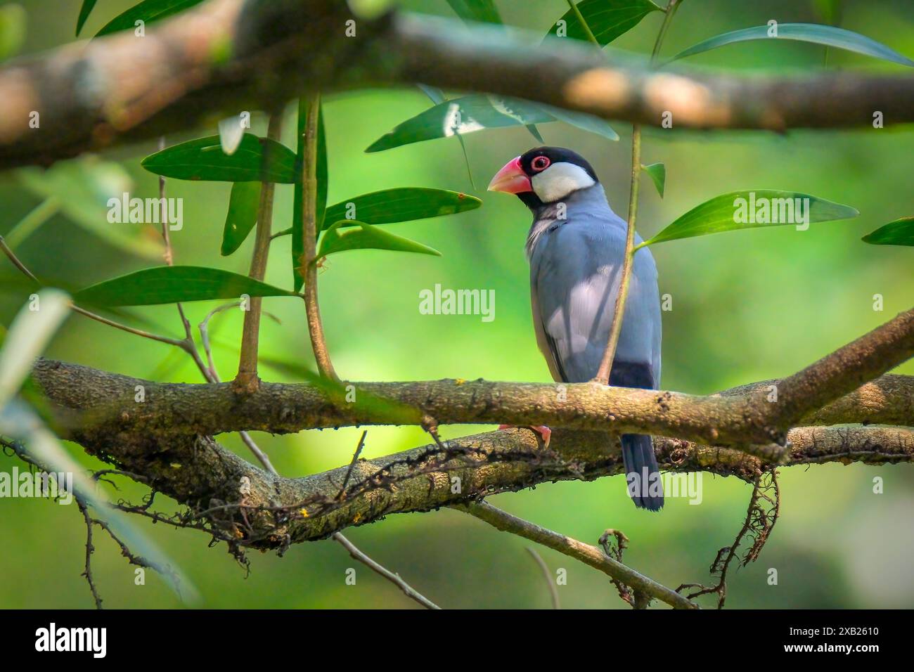 Jawa finch hi-res stock photography and images - Alamy