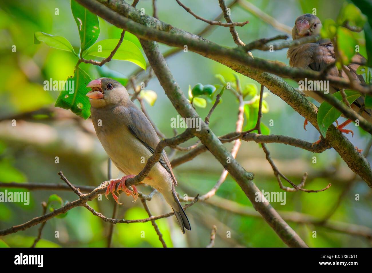 Serangga terbang hi-res stock photography and images - Alamy