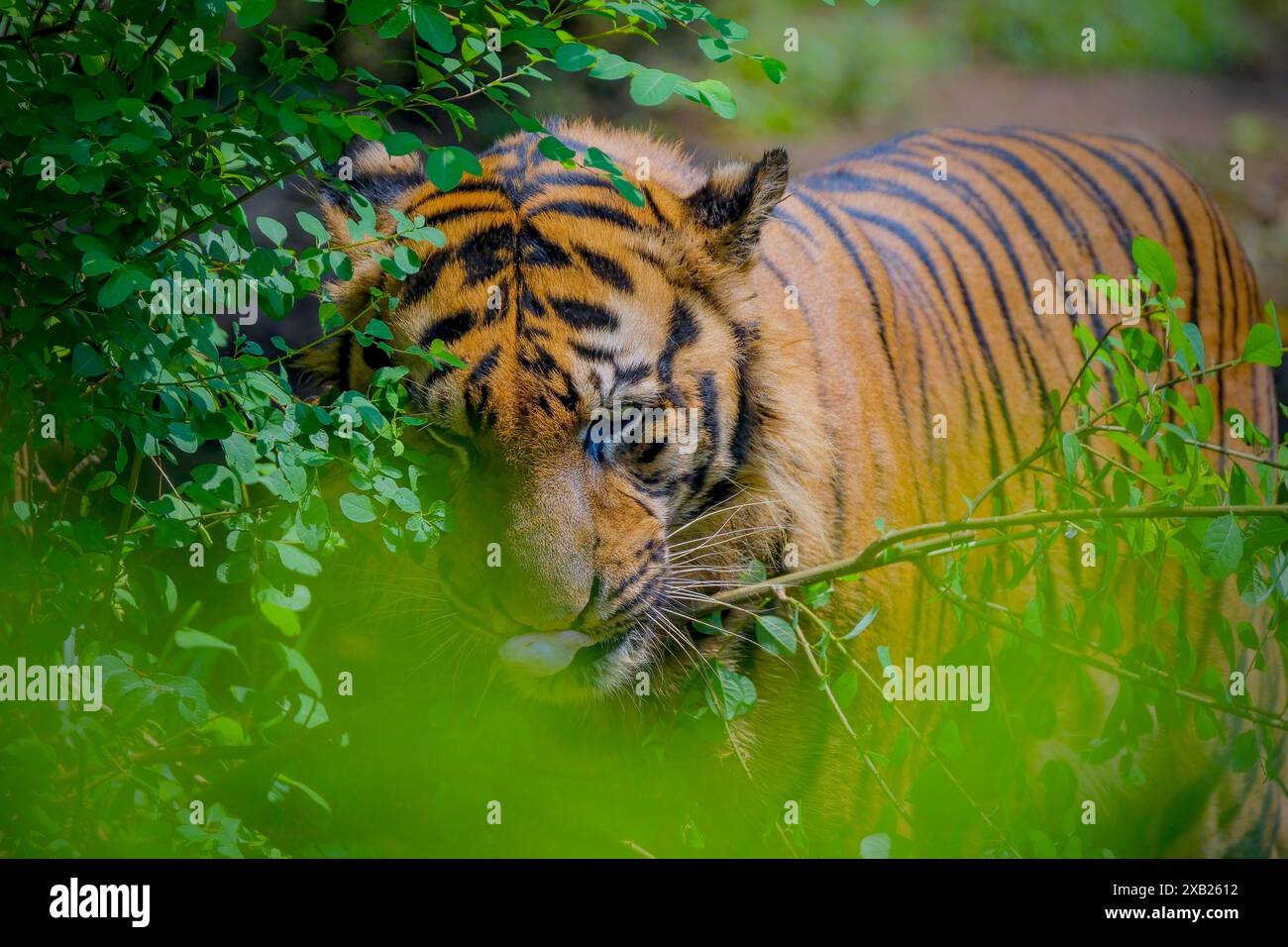 Portrait of Sumatra Tiger at Ragunan zoo Stock Photo - Alamy