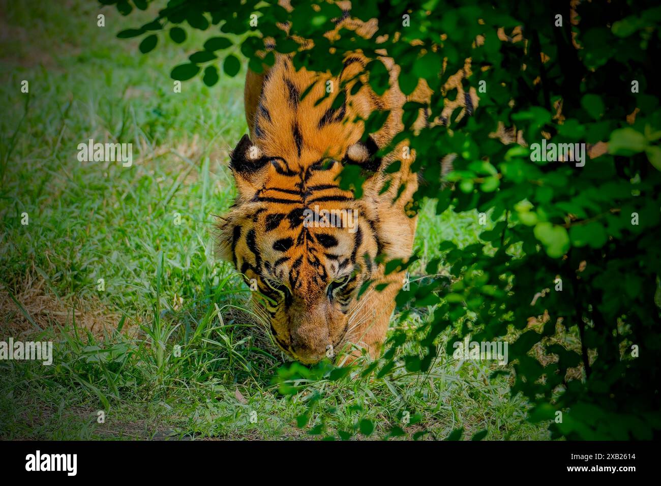 Portrait of Sumatra Tiger at Ragunan zoo Stock Photo - Alamy