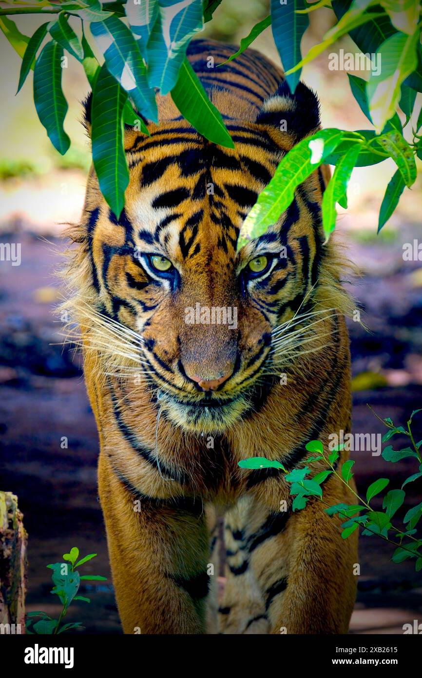 Portrait of Sumatra Tiger at Ragunan zoo Stock Photo - Alamy
