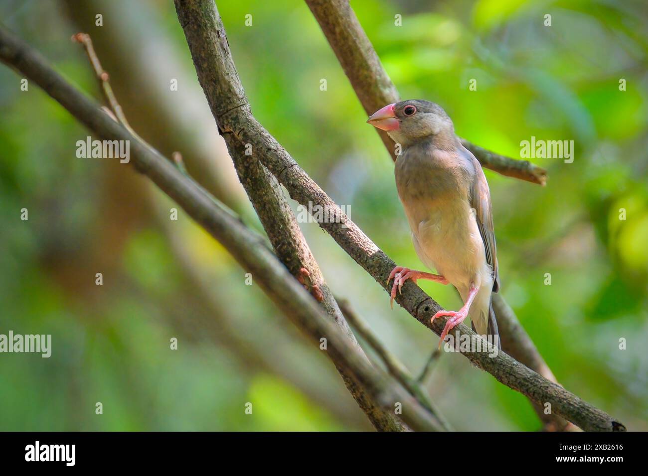 Jawa sparrow hi-res stock photography and images - Alamy