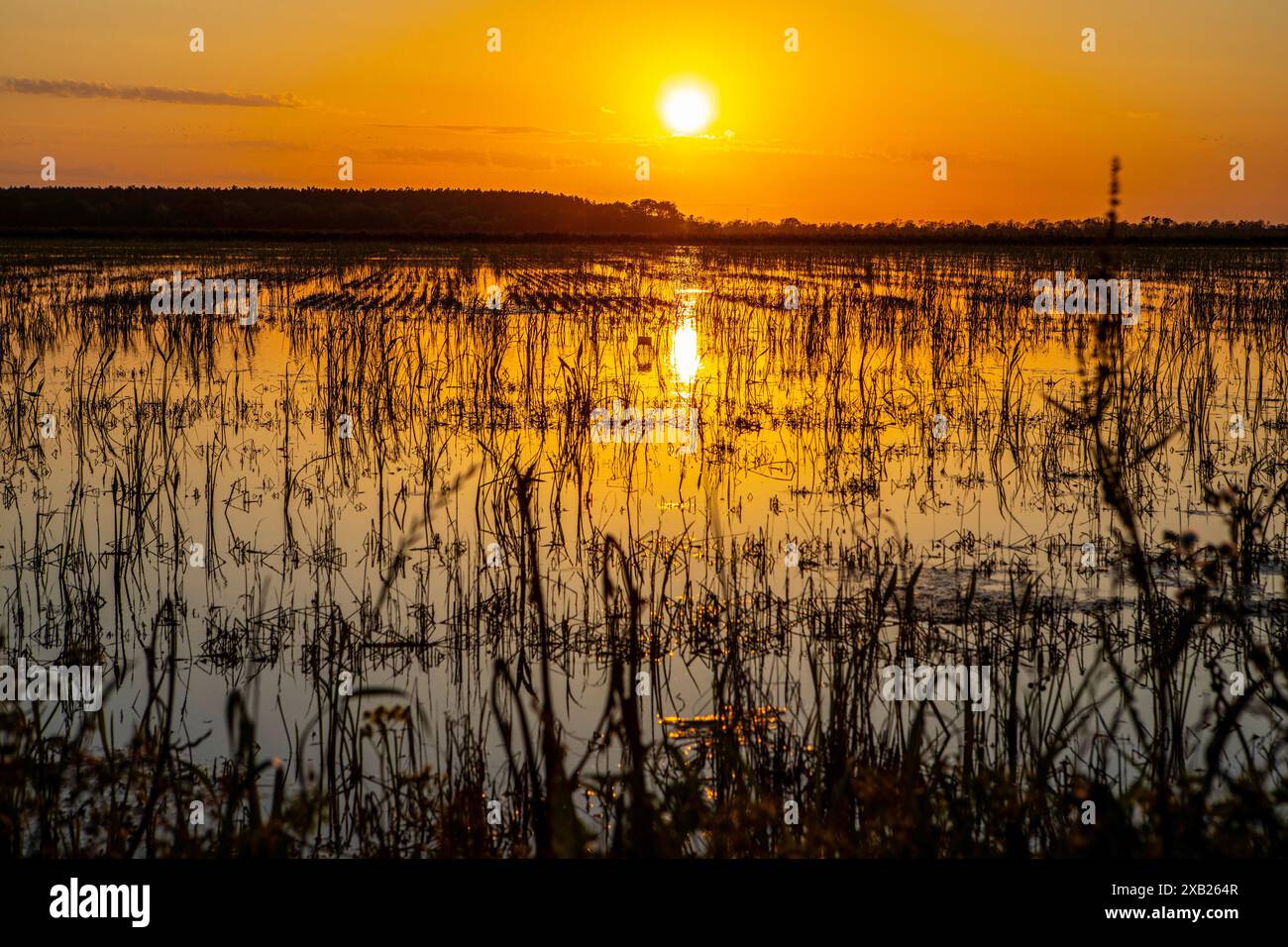 Crawfish crawfish farm louisiana hi-res stock photography and images ...