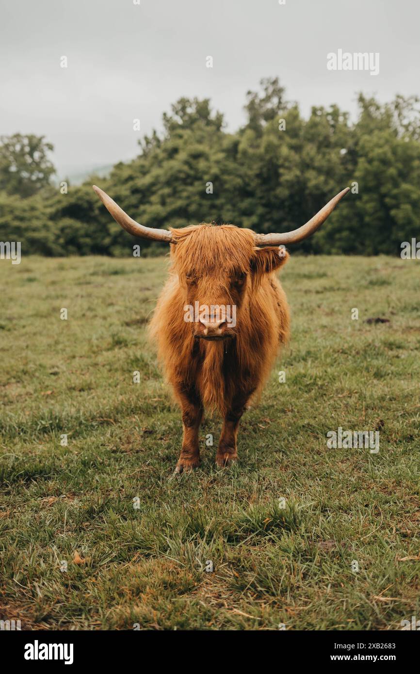 Scottish Highland Cow North Carolina Stock Photo - Alamy