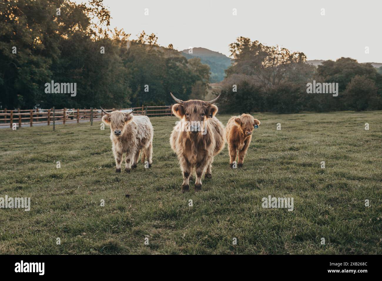 Highland Cows in North Carolina Stock Photo - Alamy