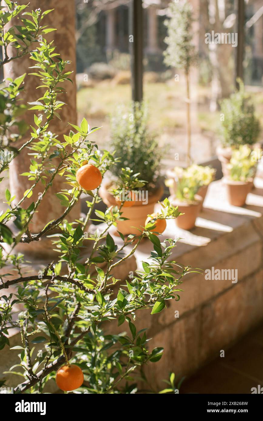 Oranges growing on a tree branch in a sunlit indoor garden with Stock ...