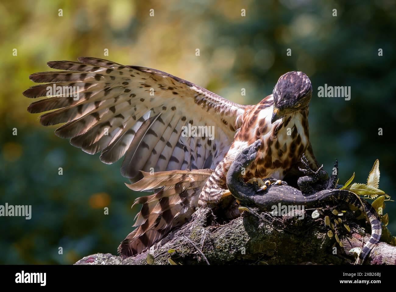 Eagle food fight hi-res stock photography and images - Alamy