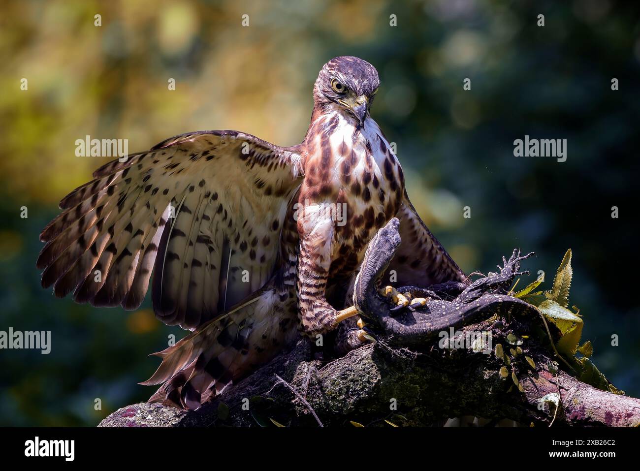 Eagle food fight hi-res stock photography and images - Alamy