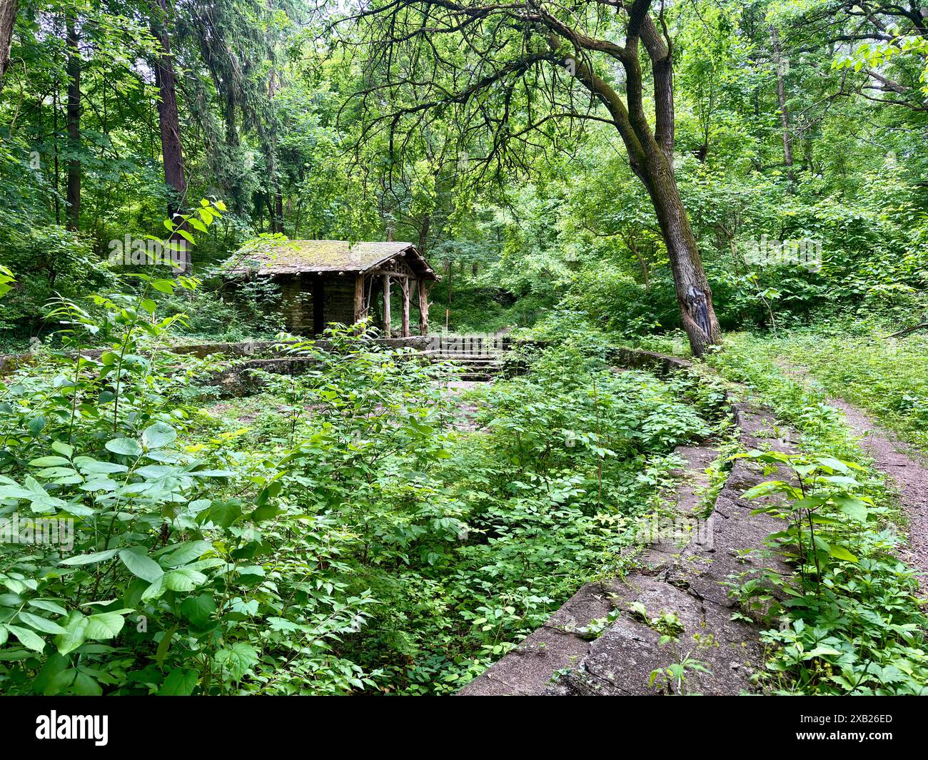 Untouchedforest hi-res stock photography and images - Alamy