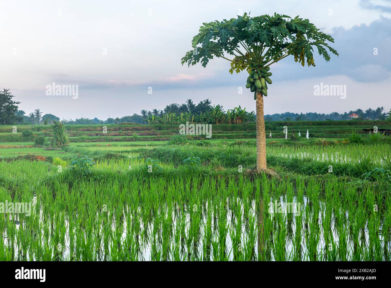 Papaya Tree in Rice Fields of Bali, Indonesia Stock Photo - Alamy